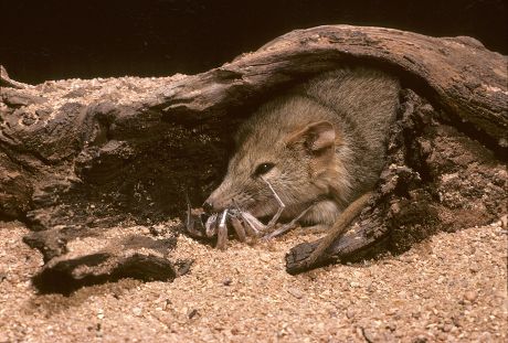3 Pseudantechinus Stock Pictures, Editorial Images and Stock Photos ...