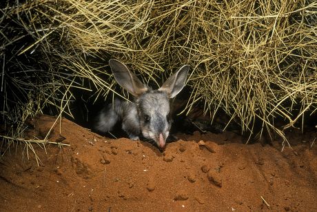 Greater Bilby Macrotis Lagotis Under Spinifex - Foto de stock de ...