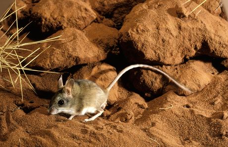 Spinifex Hoppingmouse Notomys Alexis Desert Habitat Editorial Stock ...