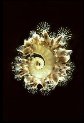 1 Decapodiformes Stock Pictures, Editorial Images and Stock Photos ...