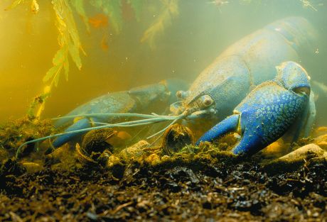Yabby Cherax Destructor Endemic Australia Lives Editorial Stock Photo ...