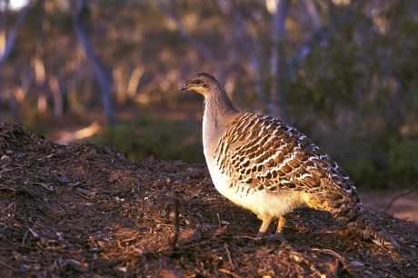 7 Megapodiidae Stock Pictures, Editorial Images and Stock Photos ...