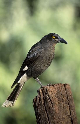 3 Bell magpie Stock Pictures, Editorial Images and Stock Photos ...