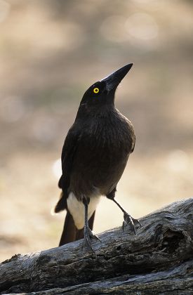 3 Bell magpie Stock Pictures, Editorial Images and Stock Photos ...
