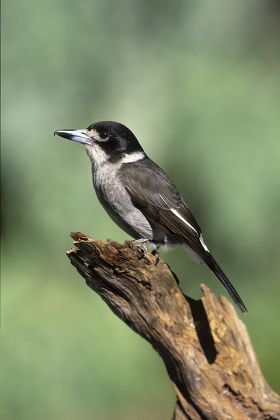 Grey Butcherbird Cracticus Torquatus Female Australia Editorial Stock ...