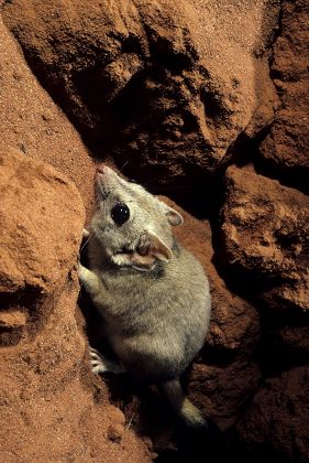 9 Brush tailed marsupial rat Stock Pictures, Editorial Images and Stock ...
