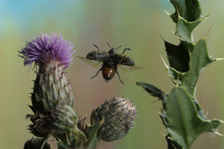 1 Cleoninae Stock Pictures, Editorial Images and Stock Photos ...