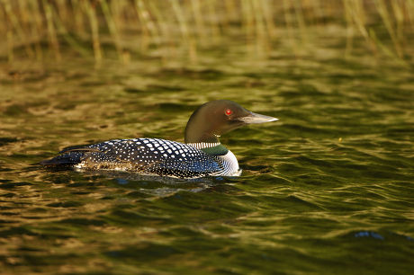 22 Great northern loons Stock Pictures, Editorial Images and Stock ...