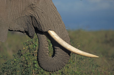 64 Elephant teeth Stock Pictures, Editorial Images and Stock Photos ...