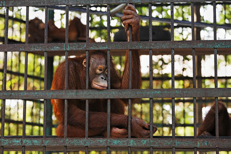 57 Isolation cage Stock Pictures, Editorial Images and Stock Photos ...