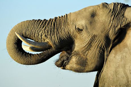 64 Elephant teeth Stock Pictures, Editorial Images and Stock Photos ...