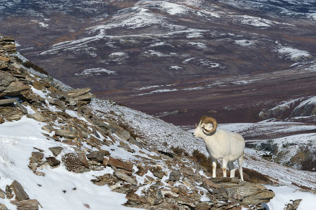 51 Dall mountain sheep Stock Pictures, Editorial Images and Stock ...