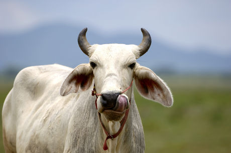 Zebu Cattle Norththailand Editorial Stock Photo - Stock Image ...