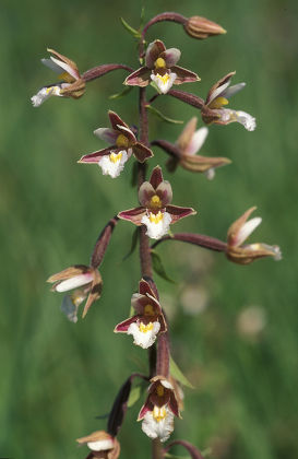 Marsh Helleborine Epipactis Palustris Editorial Stock Photo - Stock Image | Shutterstock