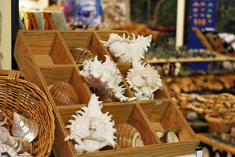 53 Souvenir shells Stock Pictures, Editorial Images and Stock Photos ...