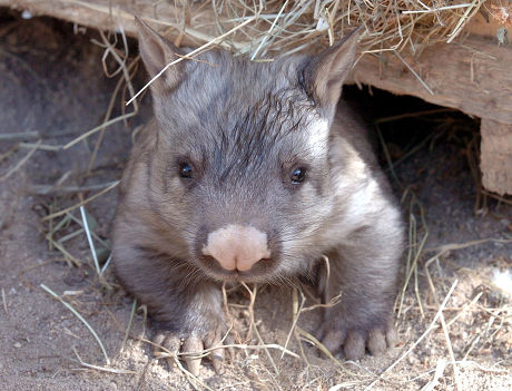 Melbourne Zoos Native Mammals Keepers Delighted Editorial Stock Photo ...