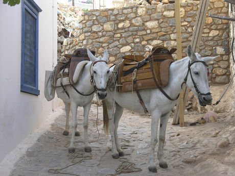 48 Pack mules Stock Pictures, Editorial Images and Stock Photos ...