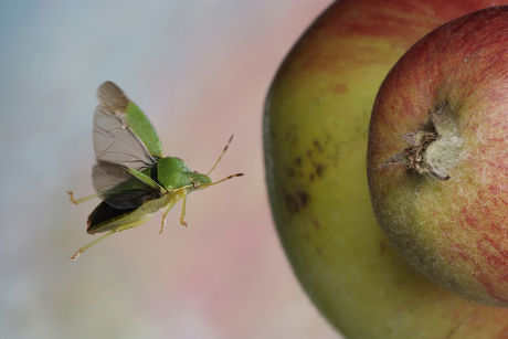 3 Green apple bugs Stock Pictures, Editorial Images and Stock Photos ...