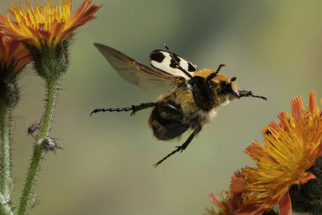 32 Bee beetles Stock Pictures, Editorial Images and Stock Photos ...