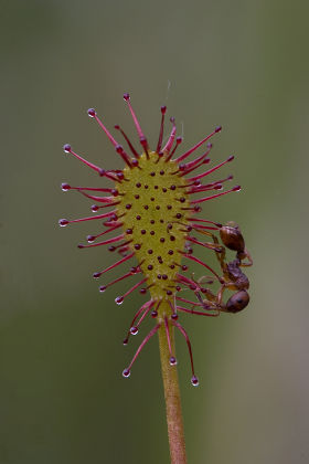 3 Sarcophagous Stock Pictures, Editorial Images and Stock Photos ...