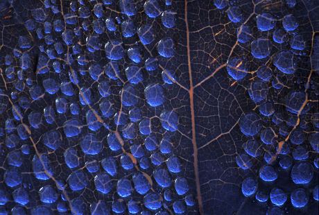 Morning Dew Drops On Leave Walnut Editorial Stock Photo - Stock Image ...