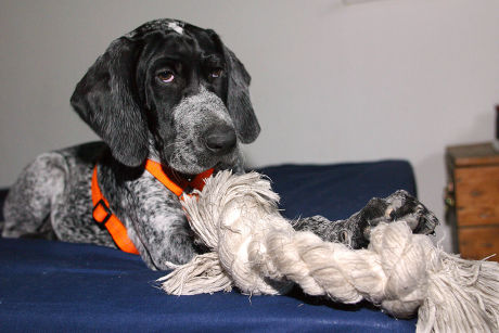 German Shorthaired Pointer His Toy Editorial Stock Photo - Stock Image ...
