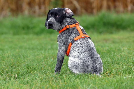 German Shorthaired Pointer Sitting Meadow Editorial Stock Photo - Stock ...