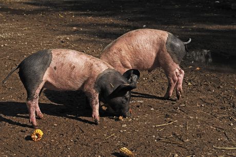 Two German Angeln Saddleback Pigs Sus Editorial Stock Photo - Stock ...
