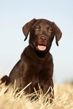 43 Chocolate lab Stock Pictures, Editorial Images and Stock Photos ...