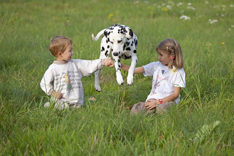 74 Animal stunts Stock Pictures, Editorial Images and Stock Photos ...