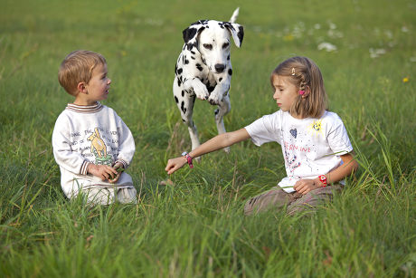 74 Animal stunts Stock Pictures, Editorial Images and Stock Photos ...