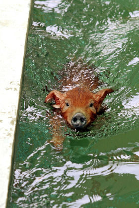 Piglet Swims Race Part Pig Olympics Editorial Stock Photo - Stock Image ...