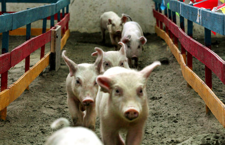 Champion Piglets Race Along Track Pig Editorial Stock Photo - Stock ...