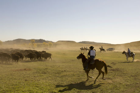 17 Rider rides buffalo Stock Pictures, Editorial Images and Stock ...