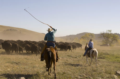 17 Rider rides buffalo Stock Pictures, Editorial Images and Stock ...