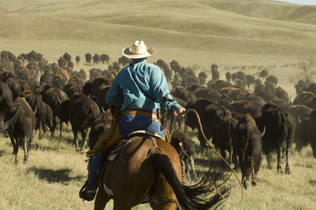 Cowboy Bison Roundup Custer State Park Editorial Stock Photo - Stock ...