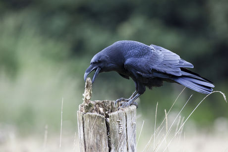58 Crow eats Stock Pictures, Editorial Images and Stock Photos ...