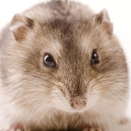 Hamster Editorial Stock Photo - Stock Image | Shutterstock