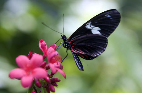 BUTTERFLIES Stock Pictures, Editorial Images and Stock Photos ...