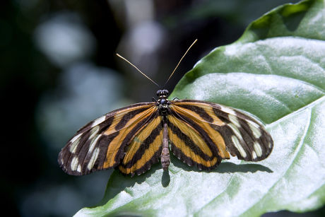 BUTTERFLIES Stock Pictures, Editorial Images and Stock Photos ...