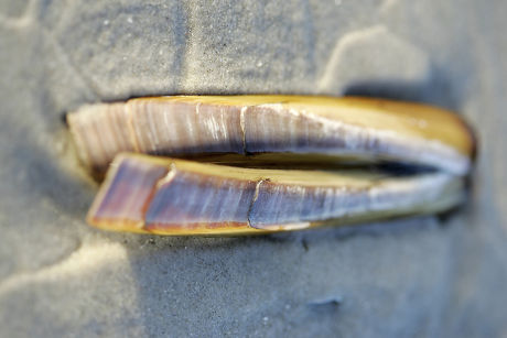 SWORD RAZOR ENSIS ON BEACH AMRUM Editorial Stock Photo - Stock Image ...