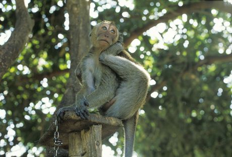 56 Chained monkey Stock Pictures, Editorial Images and Stock Photos ...