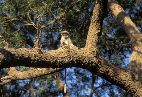 23 Monkey tail tree Stock Pictures, Editorial Images and Stock Photos ...