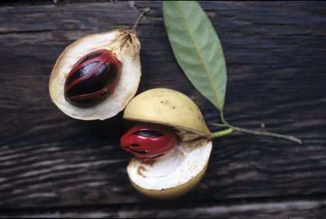 28 Muskat Stock Pictures, Editorial Images and Stock Photos | Shutterstock
