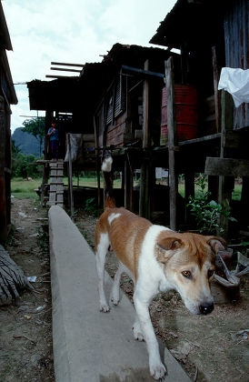 Dog Punan Village Orang Asli Editorial Stock Photo - Stock Image ...
