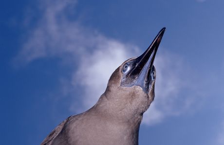 14 Bobby birds Stock Pictures, Editorial Images and Stock Photos ...