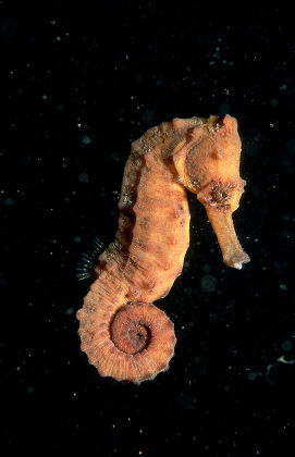Longsnout Seahorse Hippocampus Reidi Editorial Stock Photo - Stock ...
