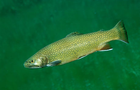 Brook Trout Salvelinus Fontinalis Editorial Stock Photo - Stock Image ...