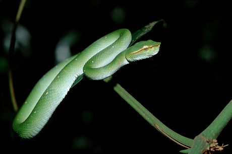 29 Trimeresurus Stock Pictures, Editorial Images and Stock Photos ...