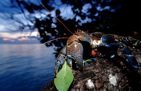 Coconut Robber Crab Birgus Latro Editorial Stock Photo - Stock Image ...